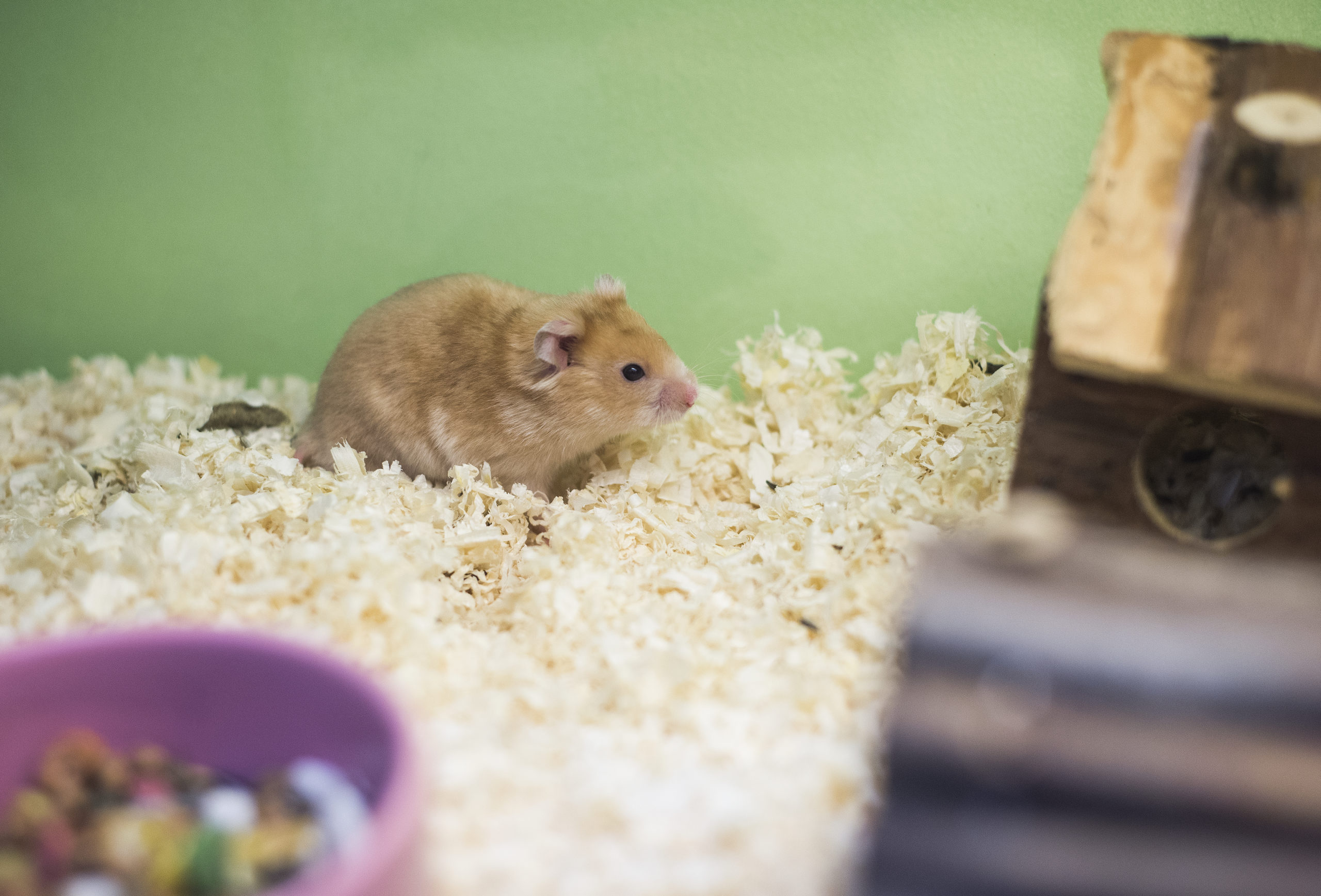 Lemmikkieläinliike Punainen Pallo on palvellut vuosaarelaisia jo pitkään